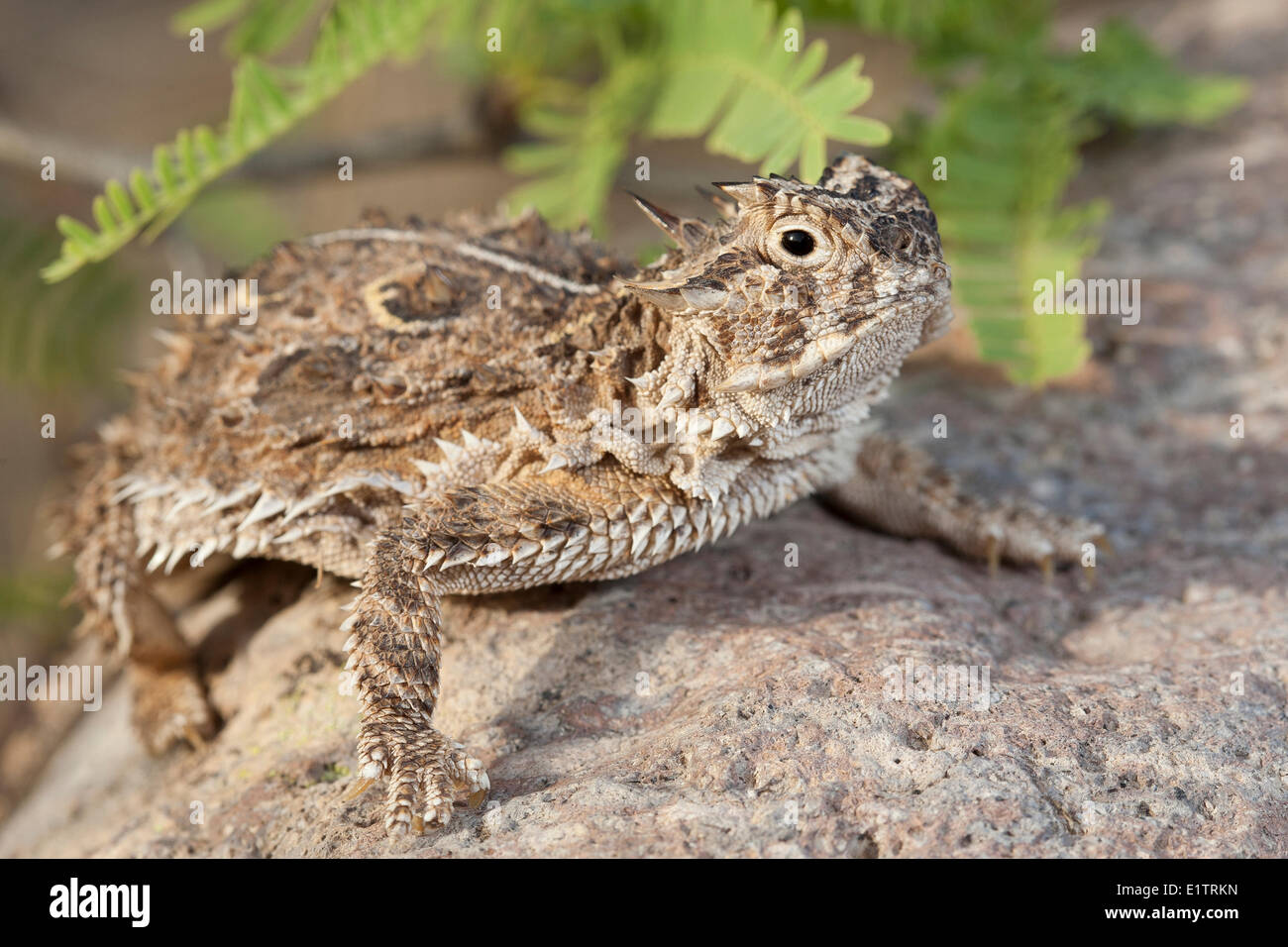 Texas Horned Lizard, Phrynosoma cornutum, Arizona, USA Stock Photo - Alamy