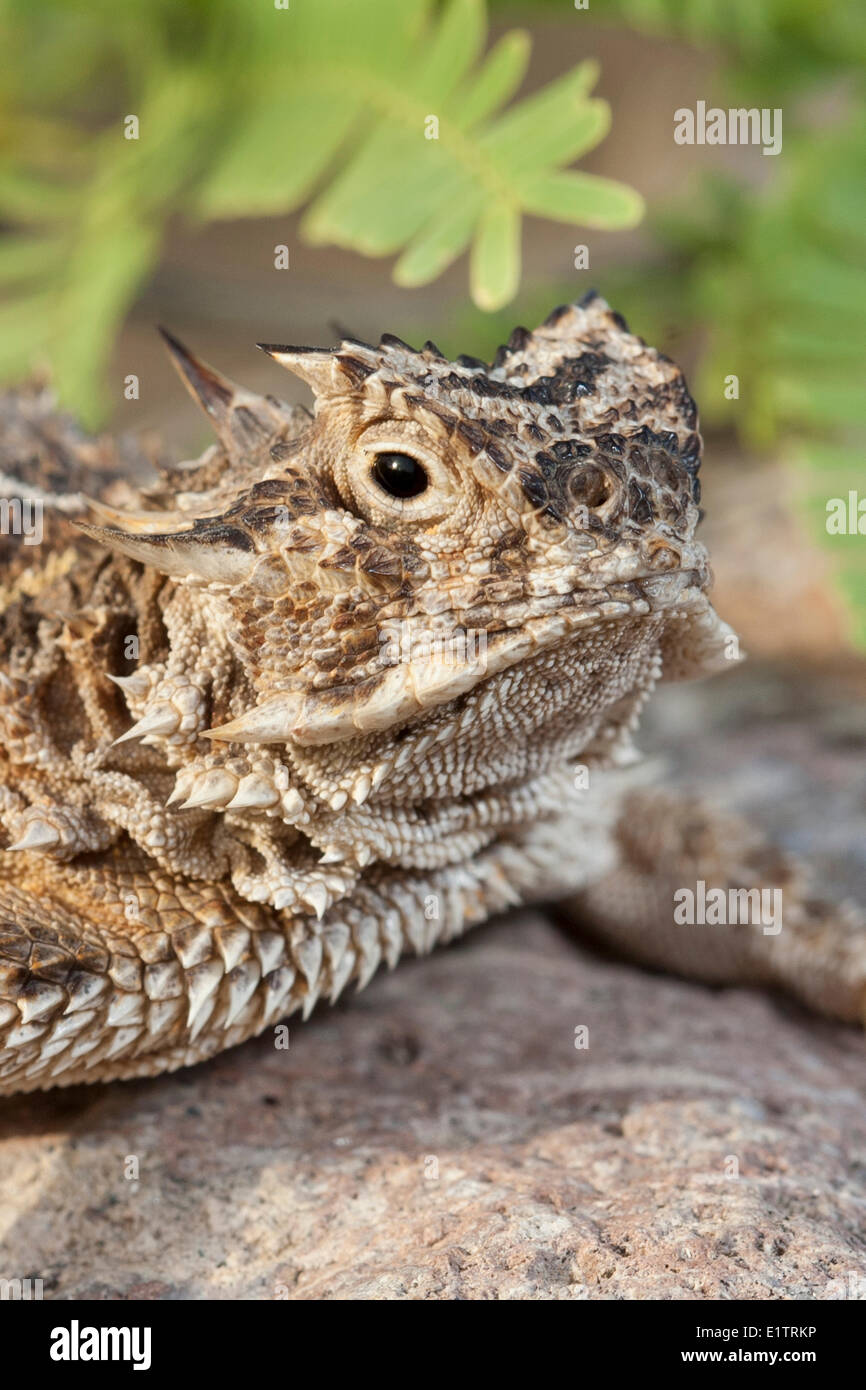Texas Horned Lizard, Phrynosoma cornutum, Arizona, USA Stock Photo - Alamy
