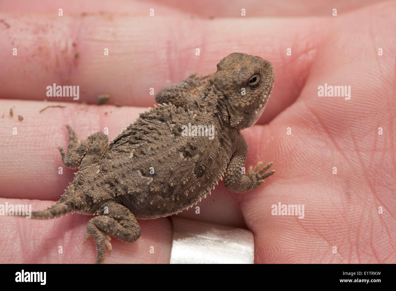 Lizards of bc hi-res stock photography and images - Alamy