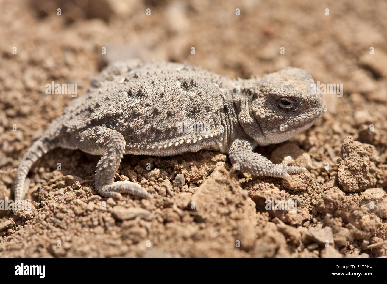 Pigmy short-horned lizard, Phrynosoma douglassi, Washington, USA Stock ...