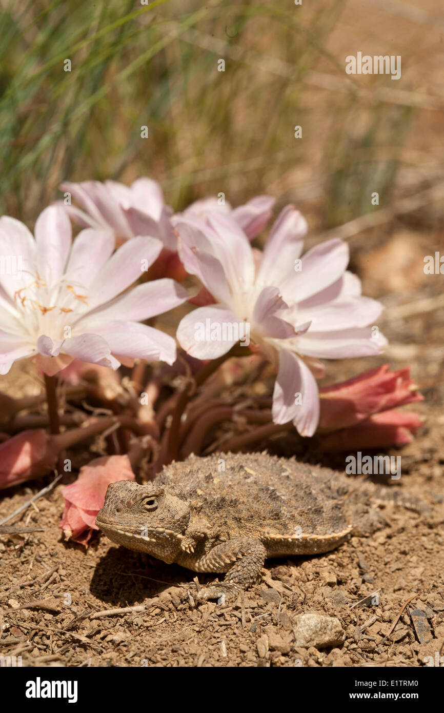 Pygmy short-horned lizard, Phrynosoma douglassi, Washington, USA Stock ...