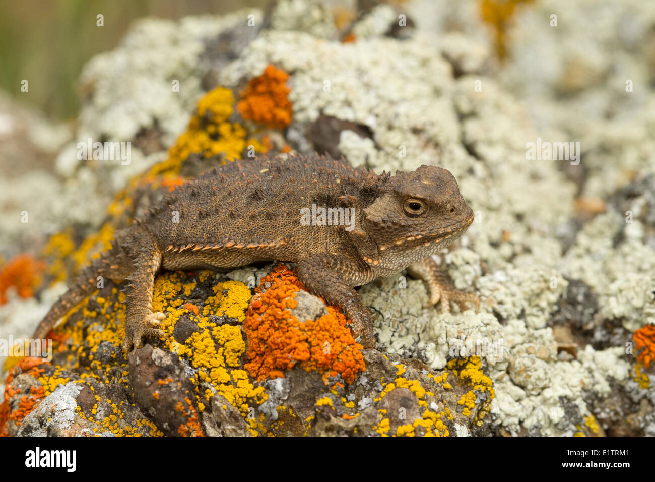 Pigmy short-horned lizard, Phrynosoma douglassi, Washington, USA Stock ...
