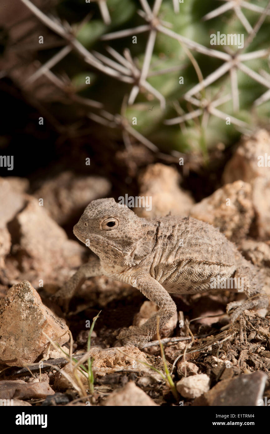 Greater Short-horned Lizard, Phrynosoma hernandesi, Texas, USA Stock ...
