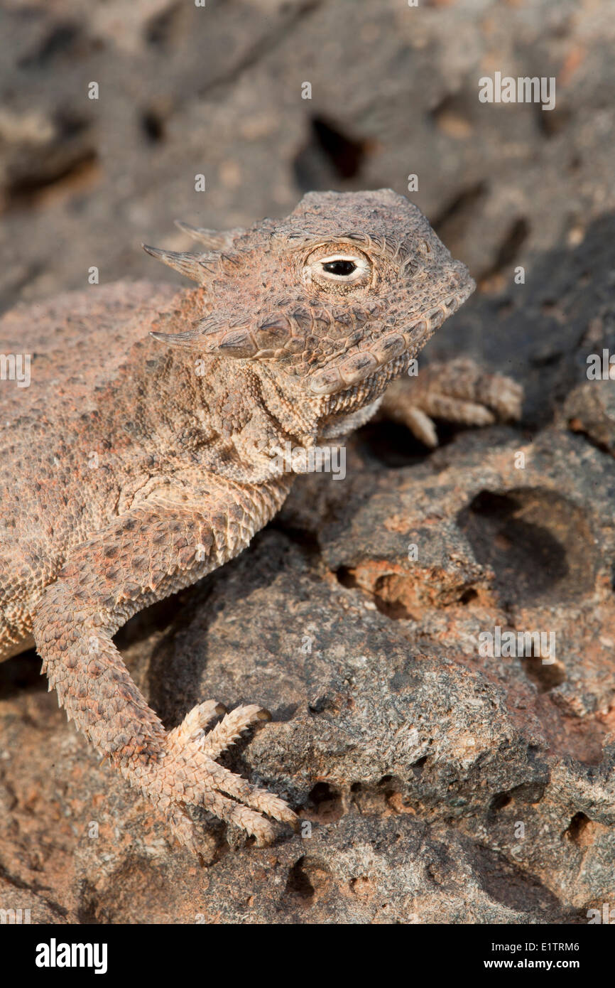 Round-tailed horned Lizard, Phrynosoma modestum, Arizona, USA Stock ...