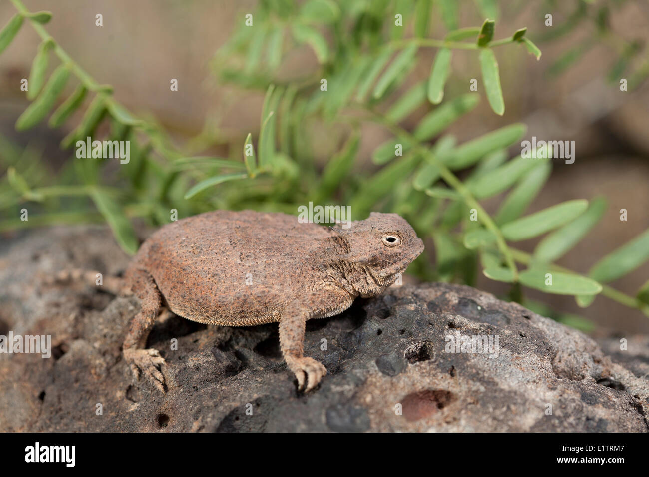 Round-tailed horned Lizard, Phrynosoma modestum, Arizona, USA Stock ...