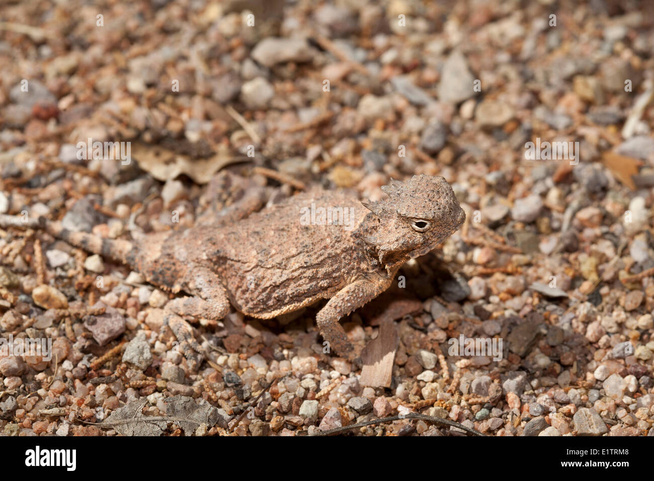 Round-tailed horned Lizard, Phrynosoma modestum, Arizona, USA Stock ...