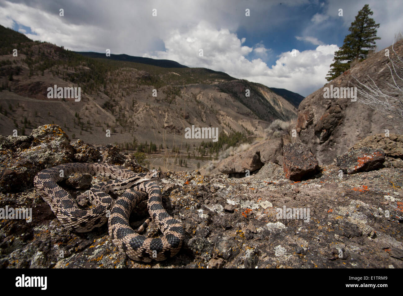 Great Basin Gopher Snake, Pituophis catenifer deserticola, Interior BC ...