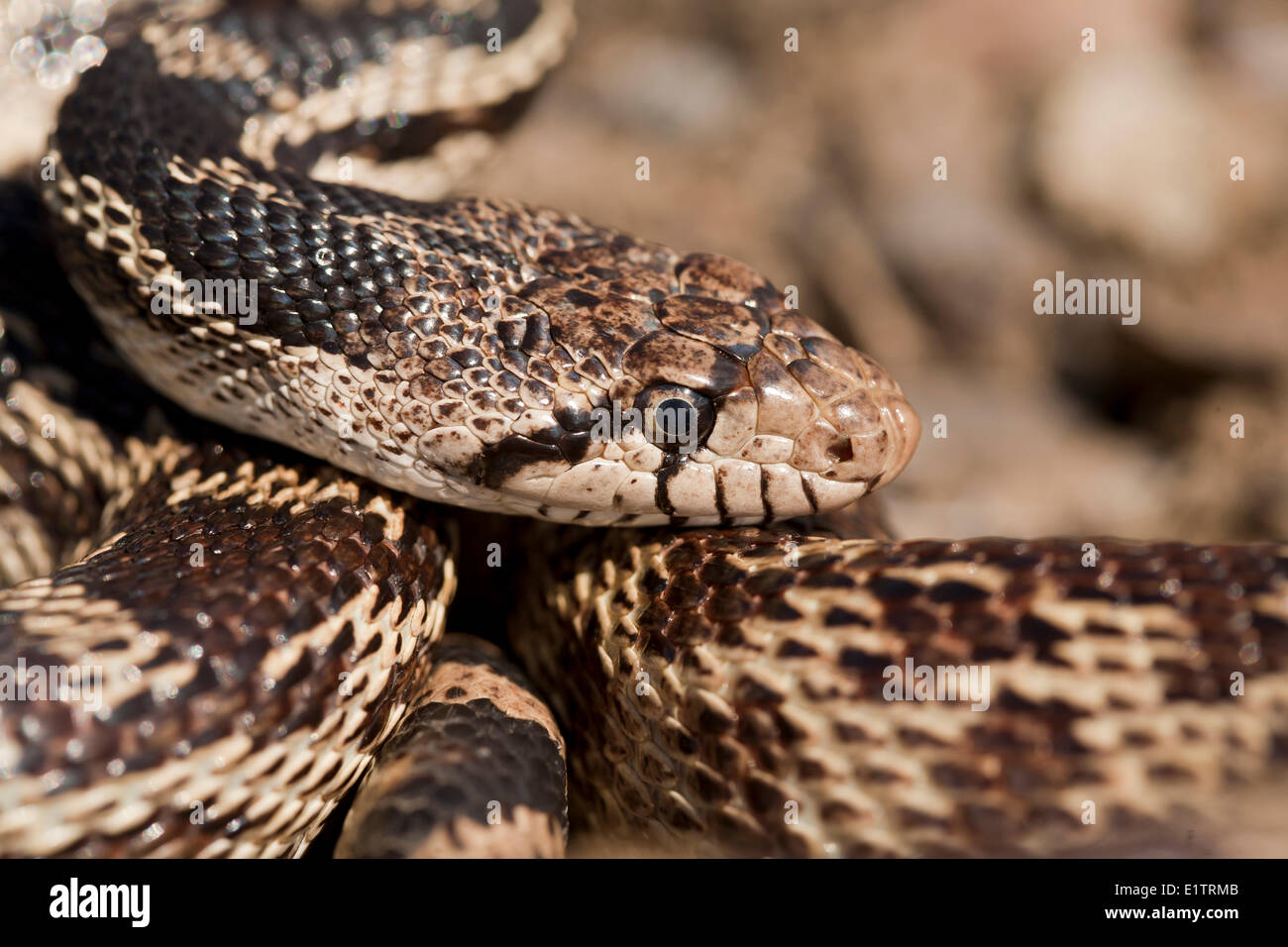 Great Basin Gopher Snake, Pituophis catenifer deserticola, Interior BC ...