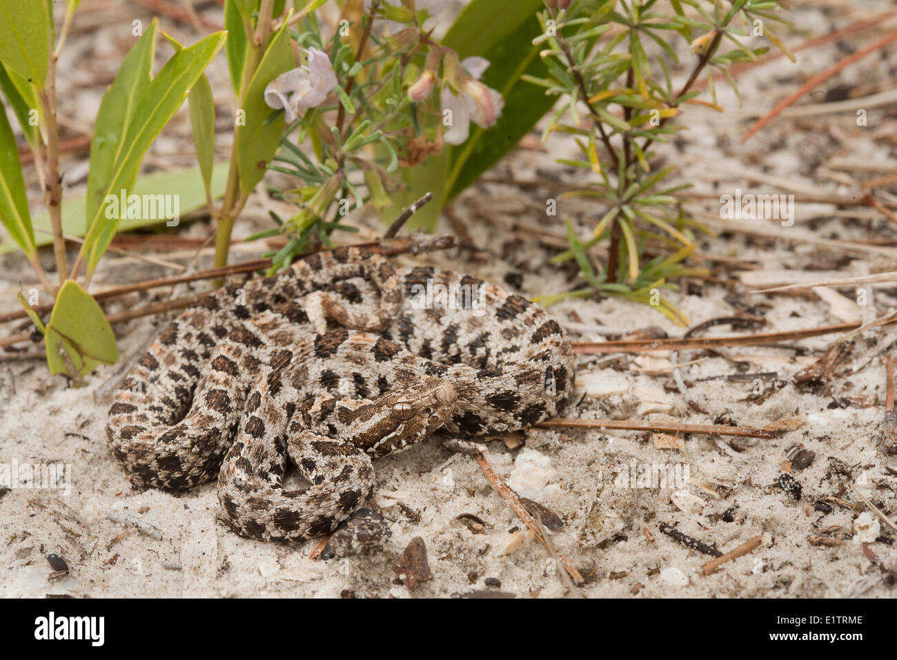Pigmy Rattlesnake, Sistrurus miliarius, Florida, USA Stock Photo - Alamy
