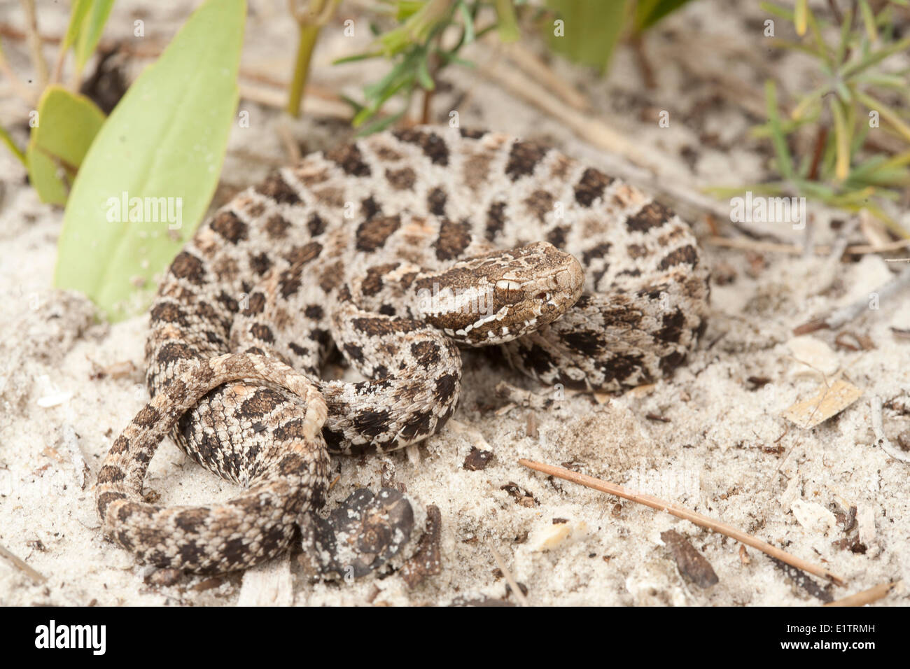 Pigmy rattlesnake sistrurus miliarius florida hi-res stock photography ...
