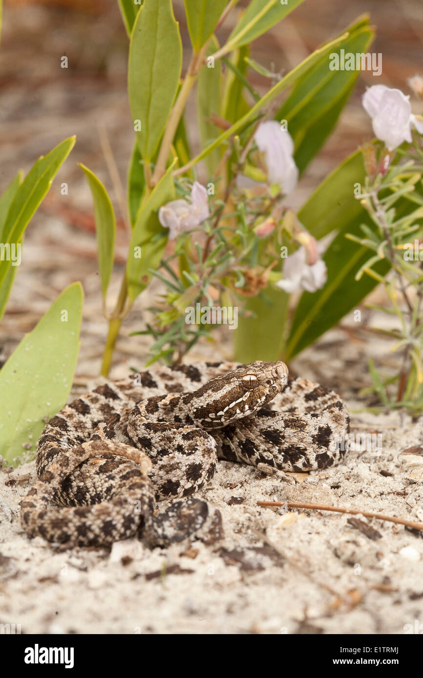 Florida rattlesnake hi-res stock photography and images - Alamy