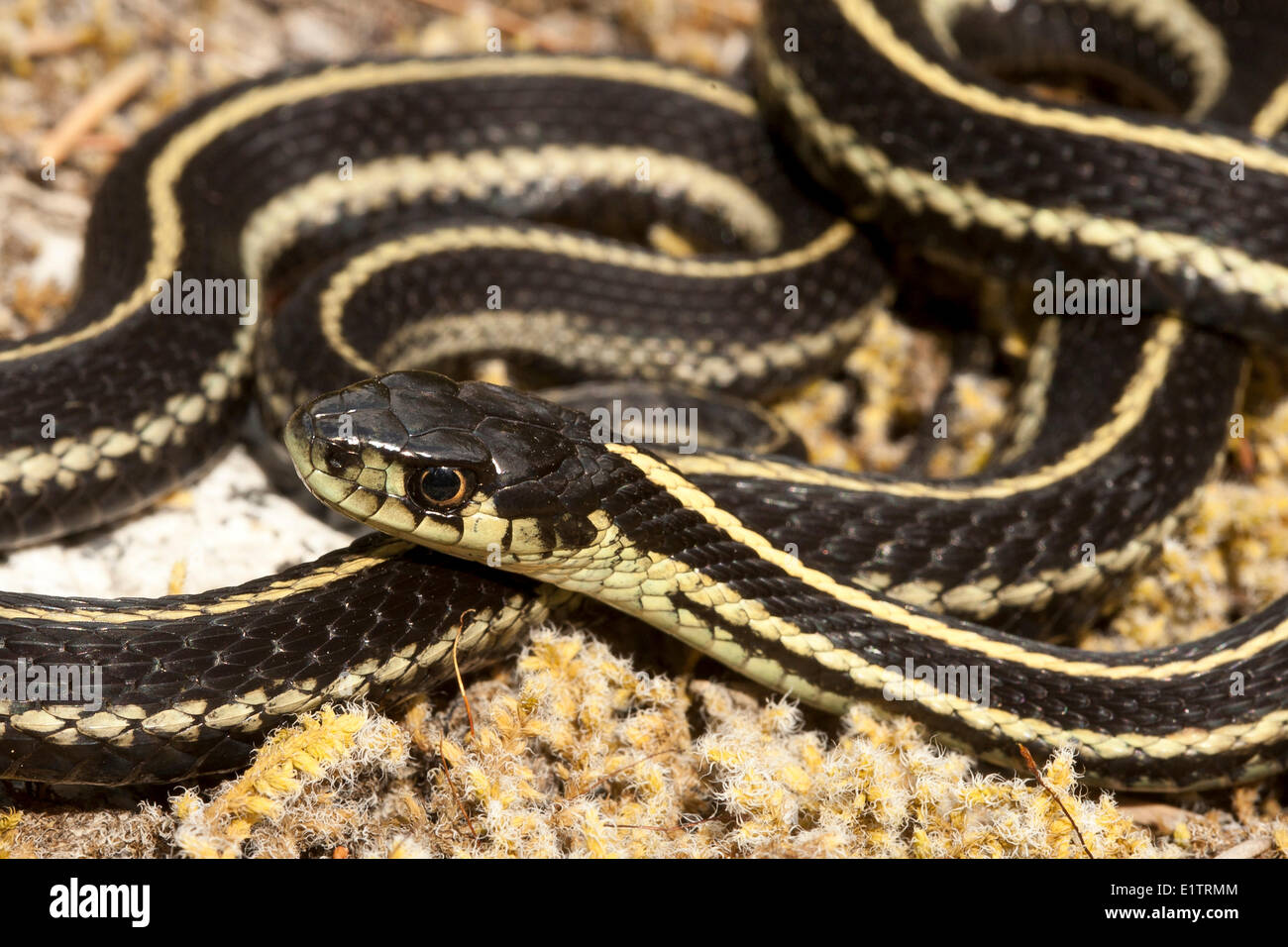 North Western Garter Snake, Thamnophis ordinoides, Pender Island, BC ...