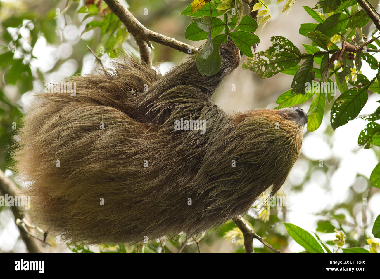 Linnaeus's two-toed sloth, Choloepus didactylus, Rio Napo, Amazon Basin ...