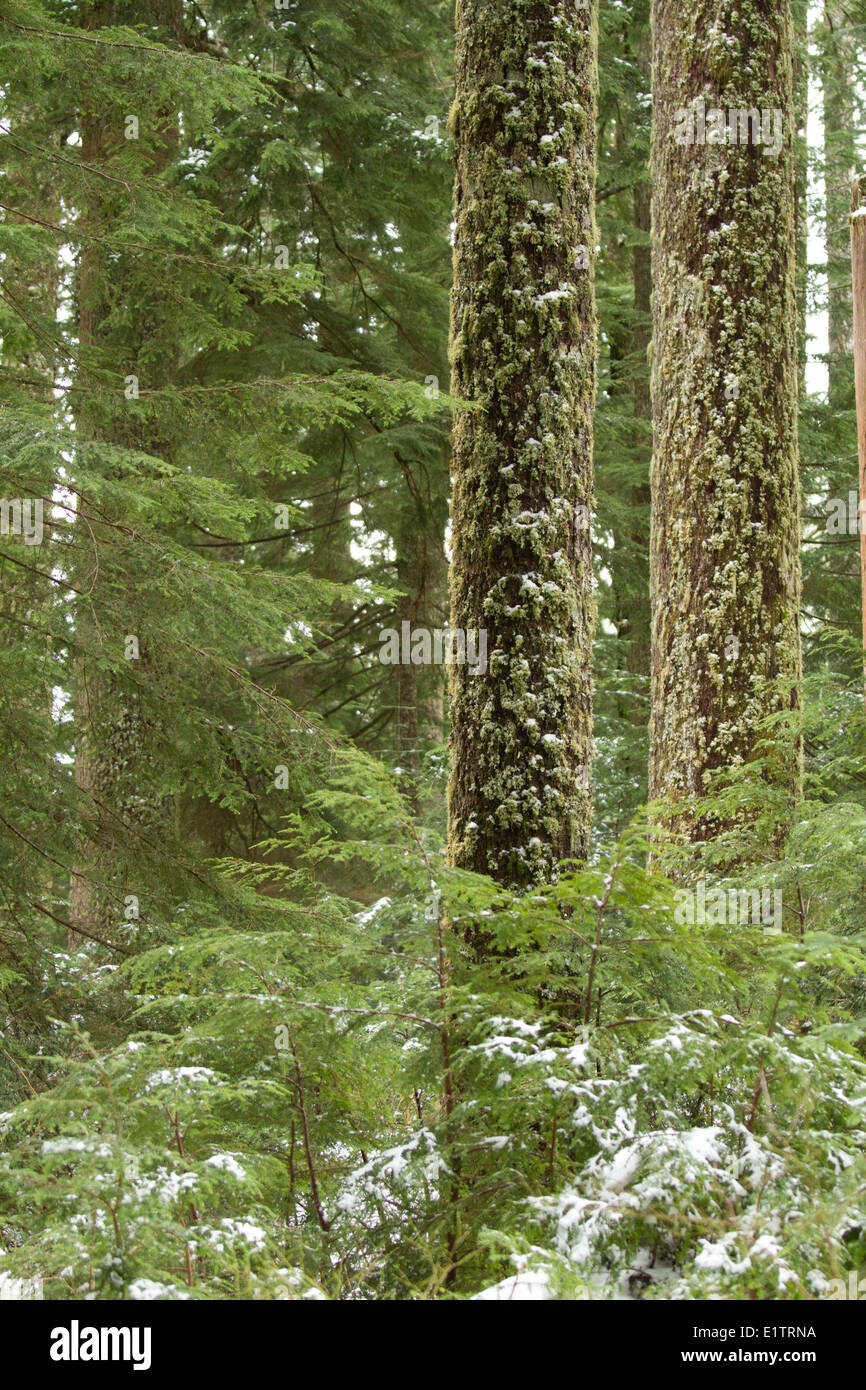 Hemlock forest in winter, Cypress Mountain, BC, Canada Stock Photo - Alamy