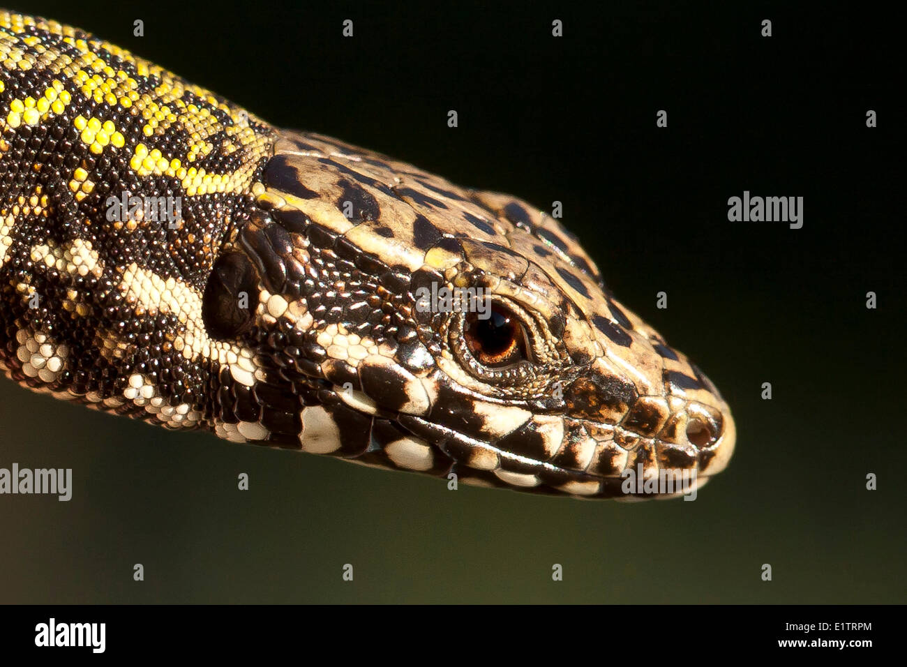 Lizards of canada hi-res stock photography and images - Alamy