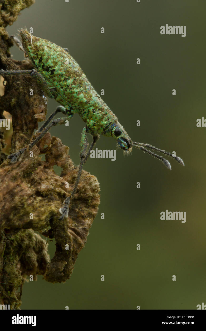 Full species hi-res stock photography and images - Alamy