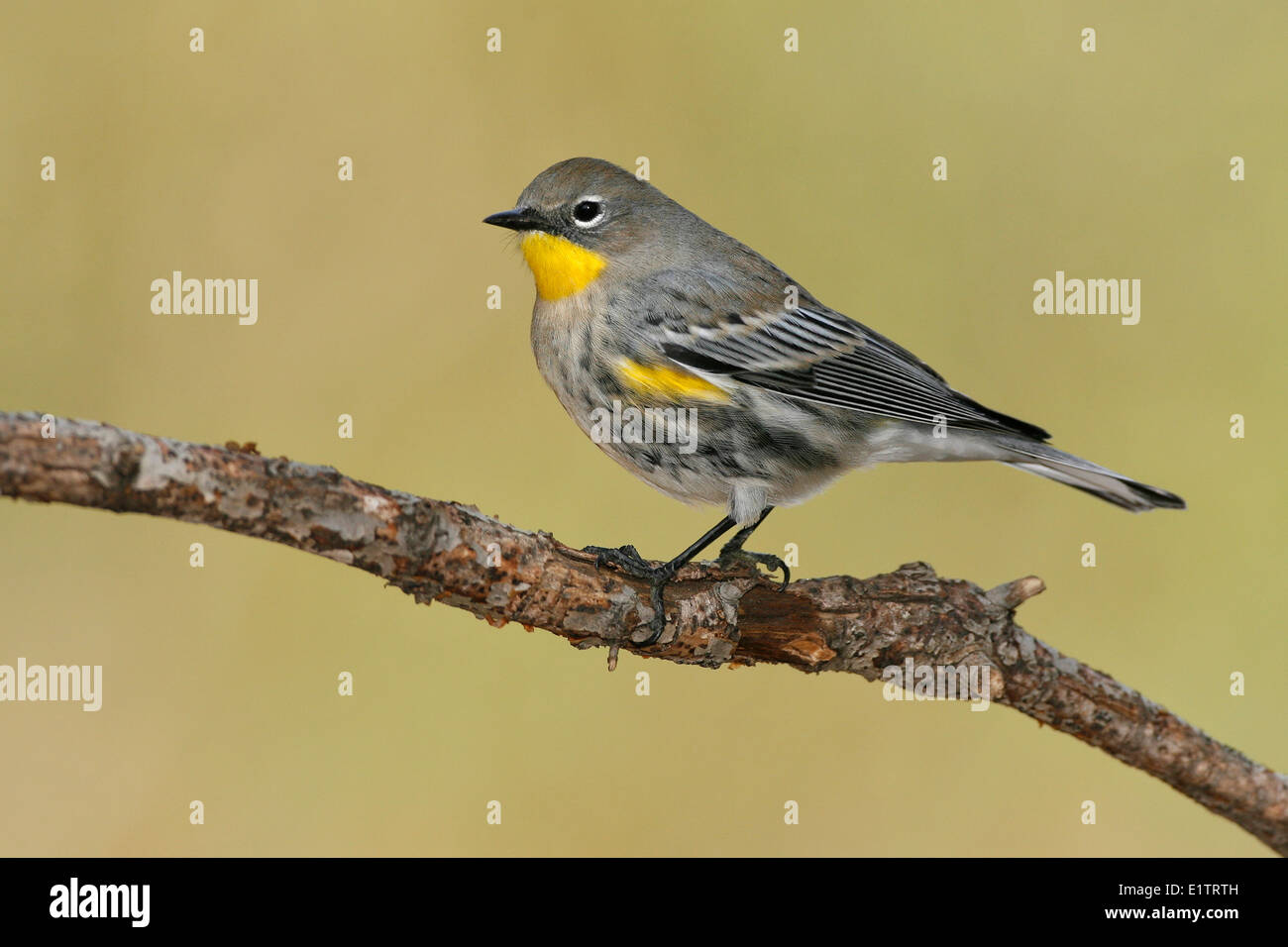 Yellow Rumped Warbler Setophaga Coronata Audubon S Adult Male Non
