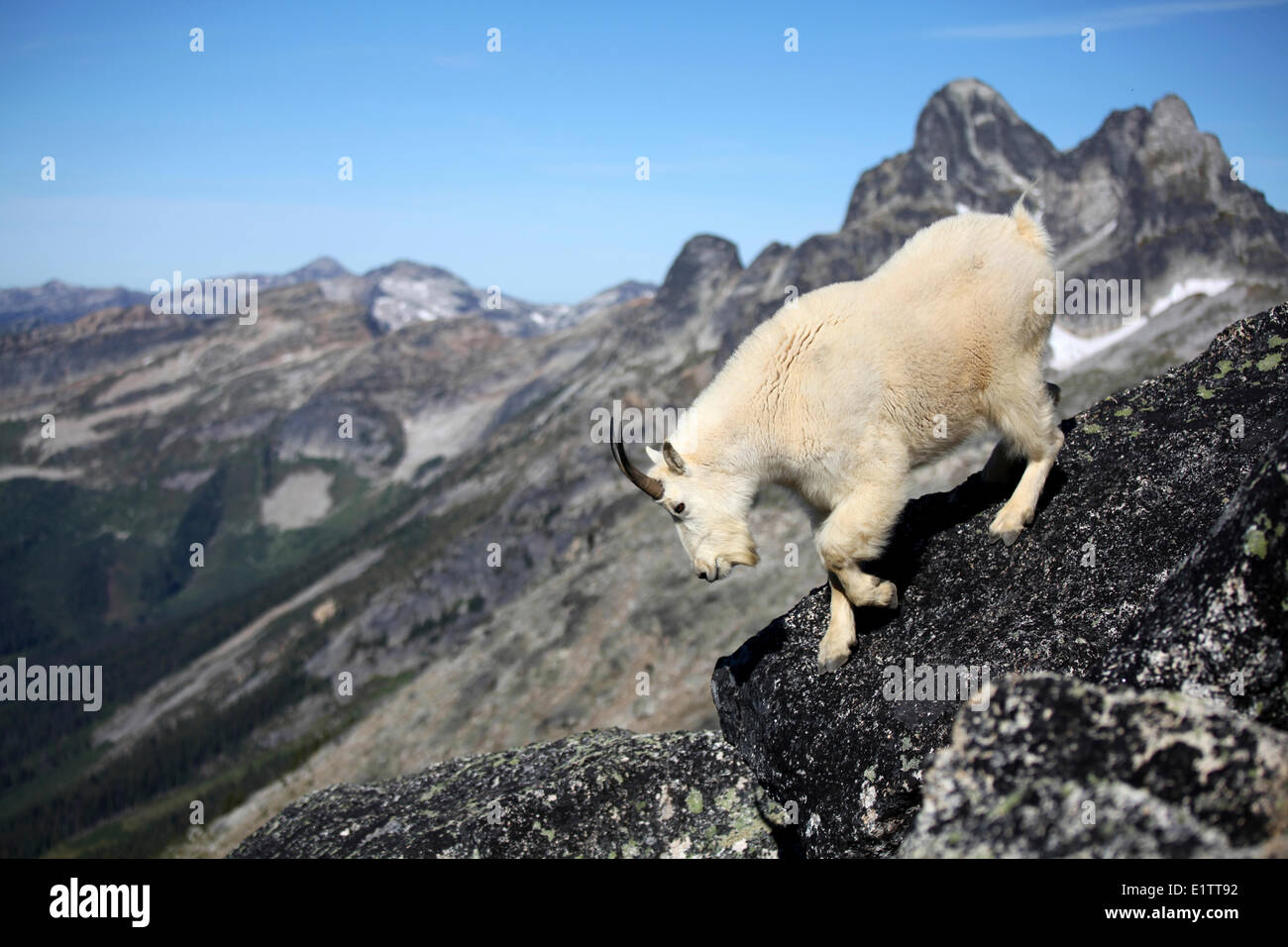 Mountain Goat, Valhalla Provincial Park, BC, Canada Stock Photo - Alamy