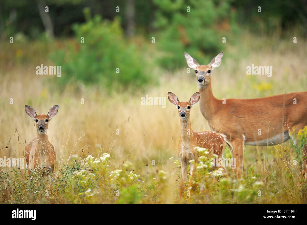 White tailed deer standing in hi-res stock photography and images - Alamy