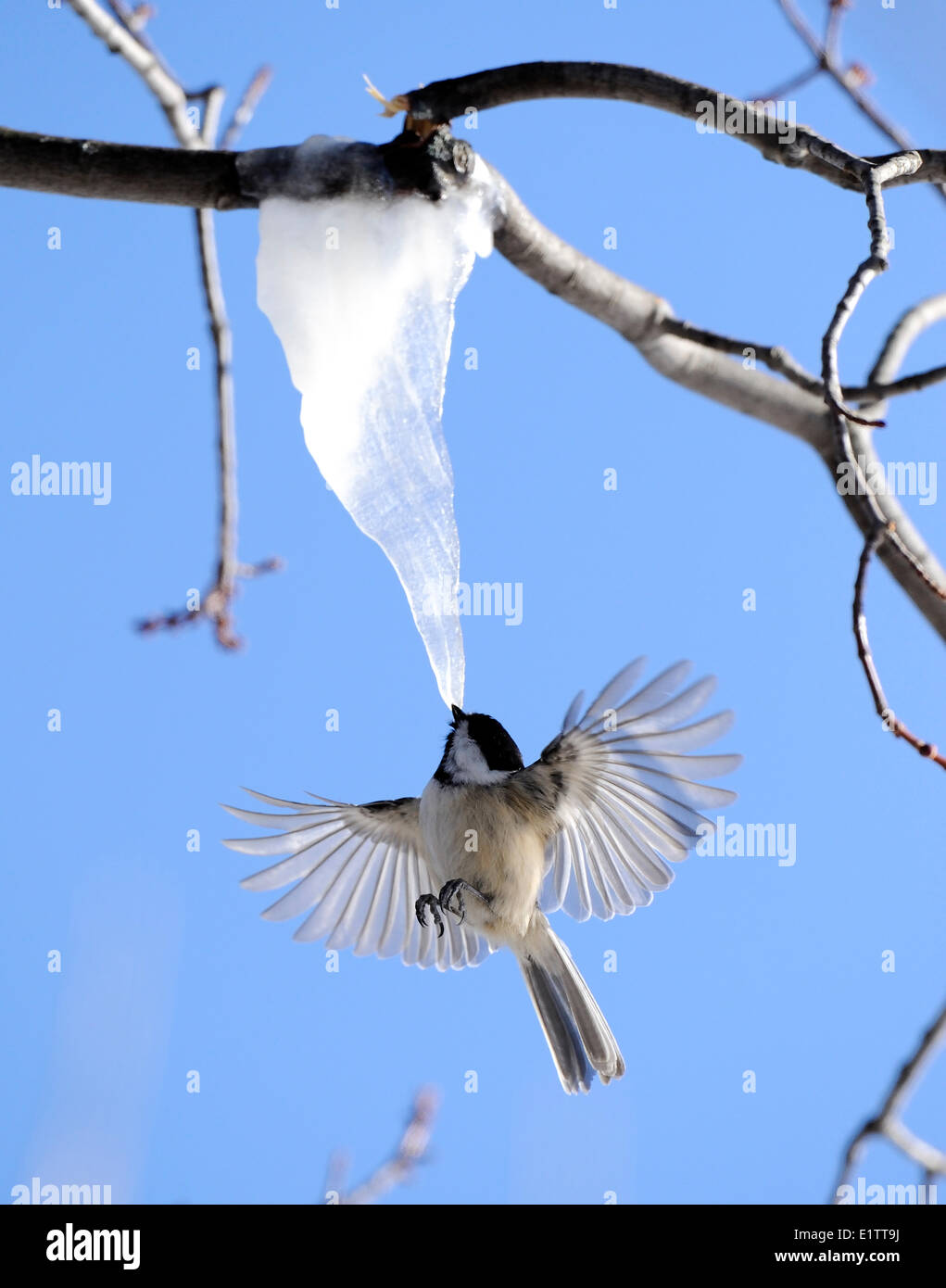Chickadee flying hi-res stock photography and images - Alamy