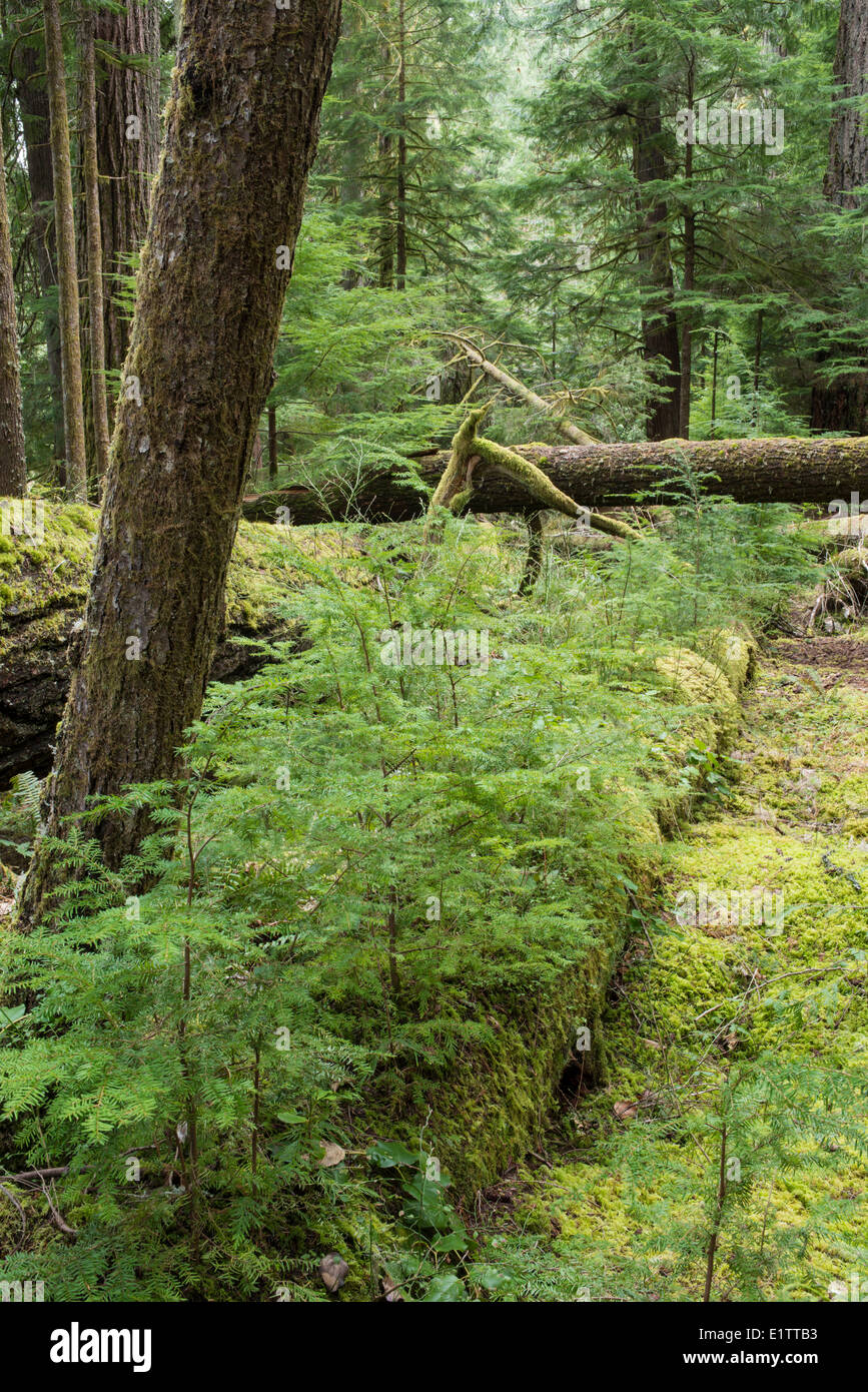 Nurse log hi-res stock photography and images - Alamy