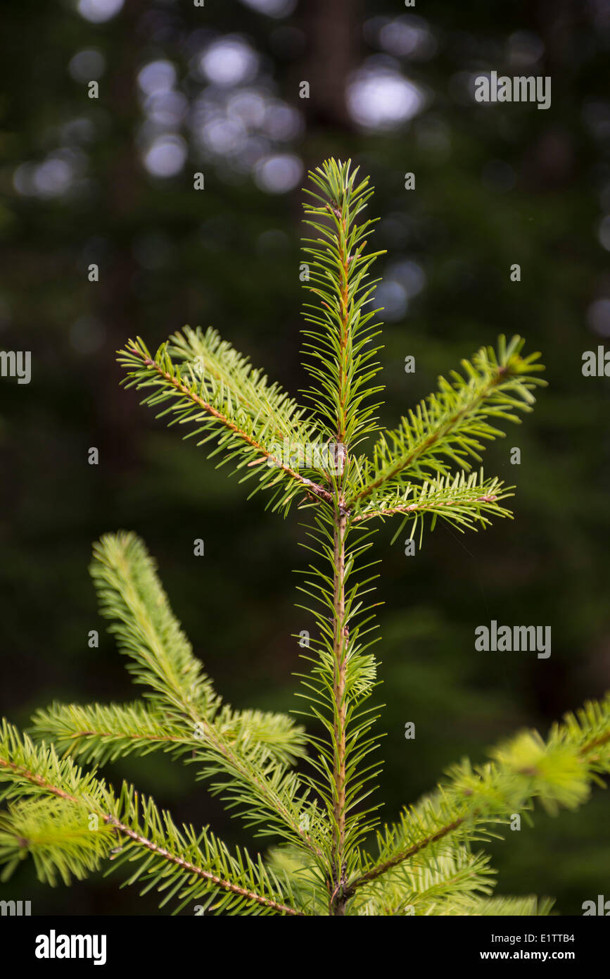 Douglas Fir, Pseudotsuga menziesii, leader of young tree Stock Photo ...
