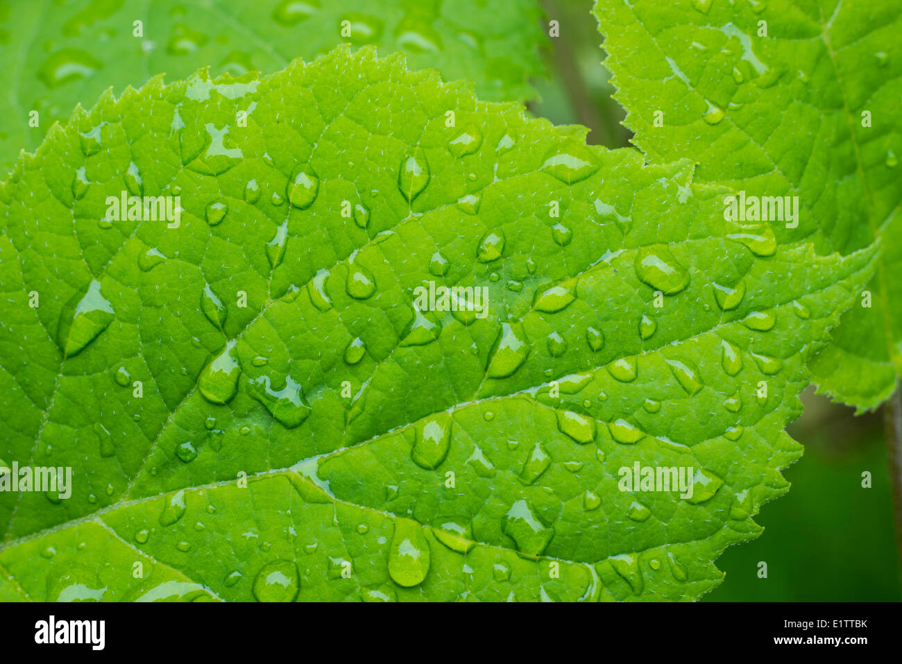 Raindrops on Hydrangea leaves, Hydrangea macrophylla, Vancouver Island ...