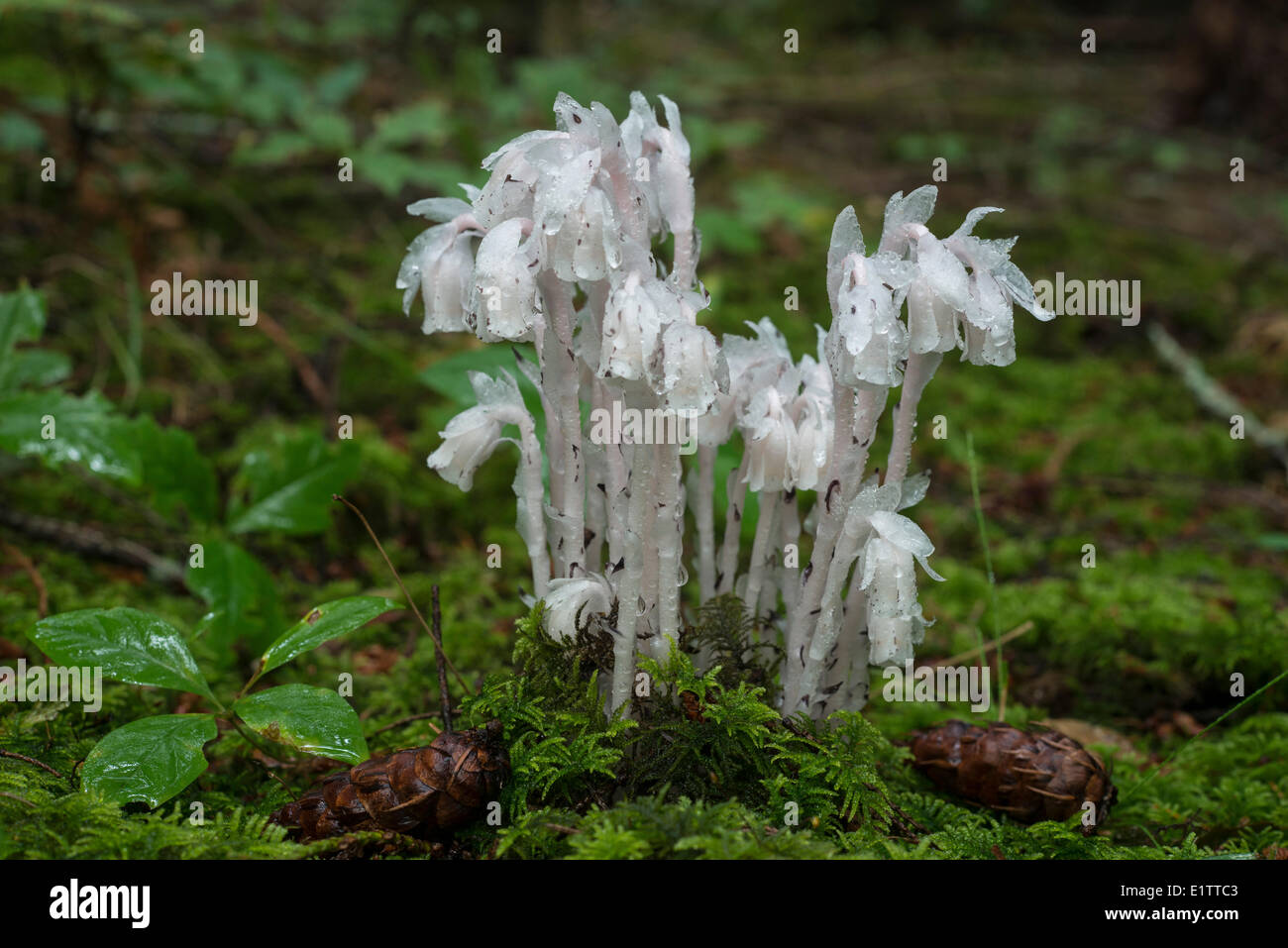 Ghost Plant Indian Pipe or Corpse Plant Monotropa uniflora a herbaceous perennial plant ...