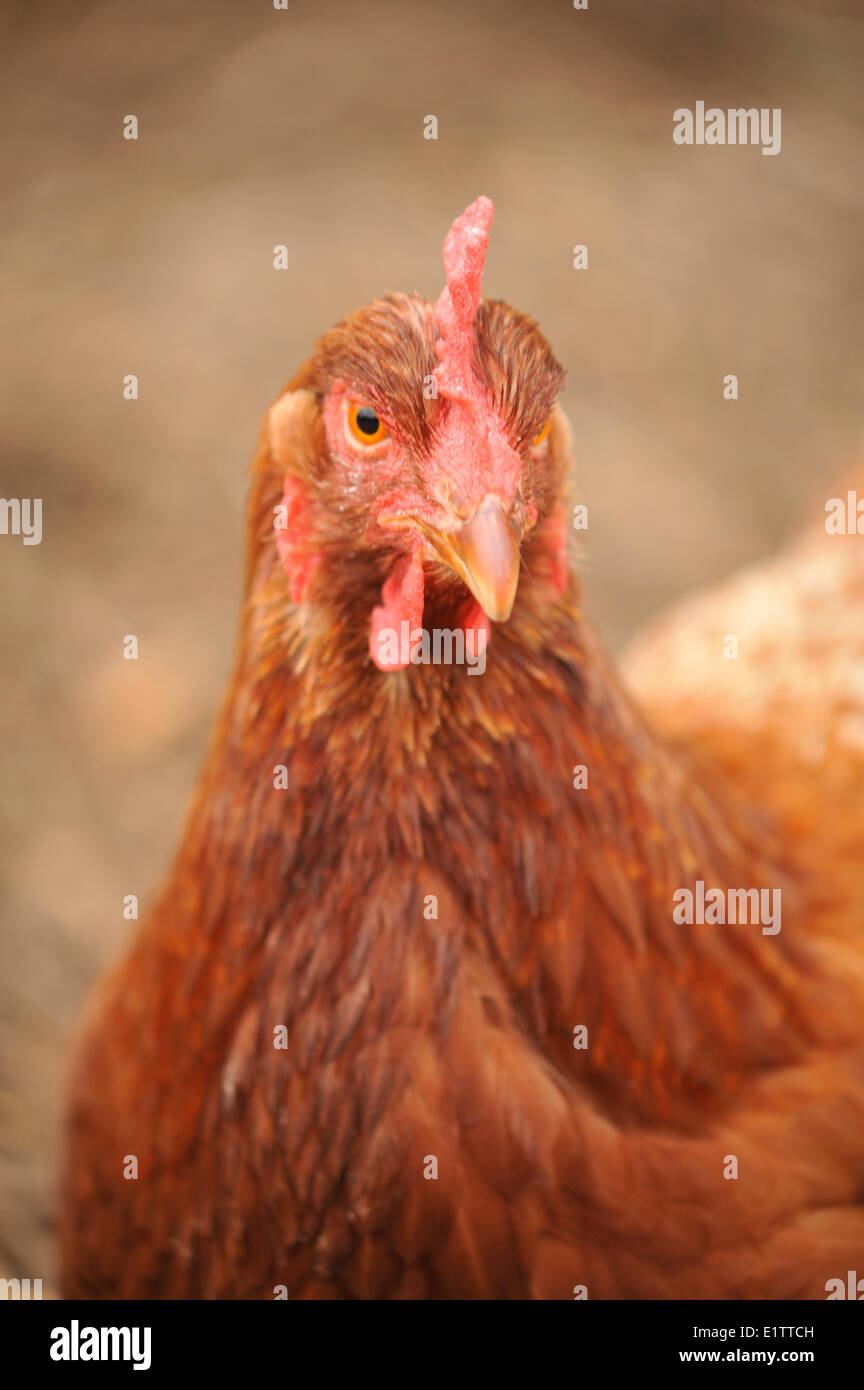 rooster, Saanich Peninsula, Vancouver Island, British Columbia, Canada ...