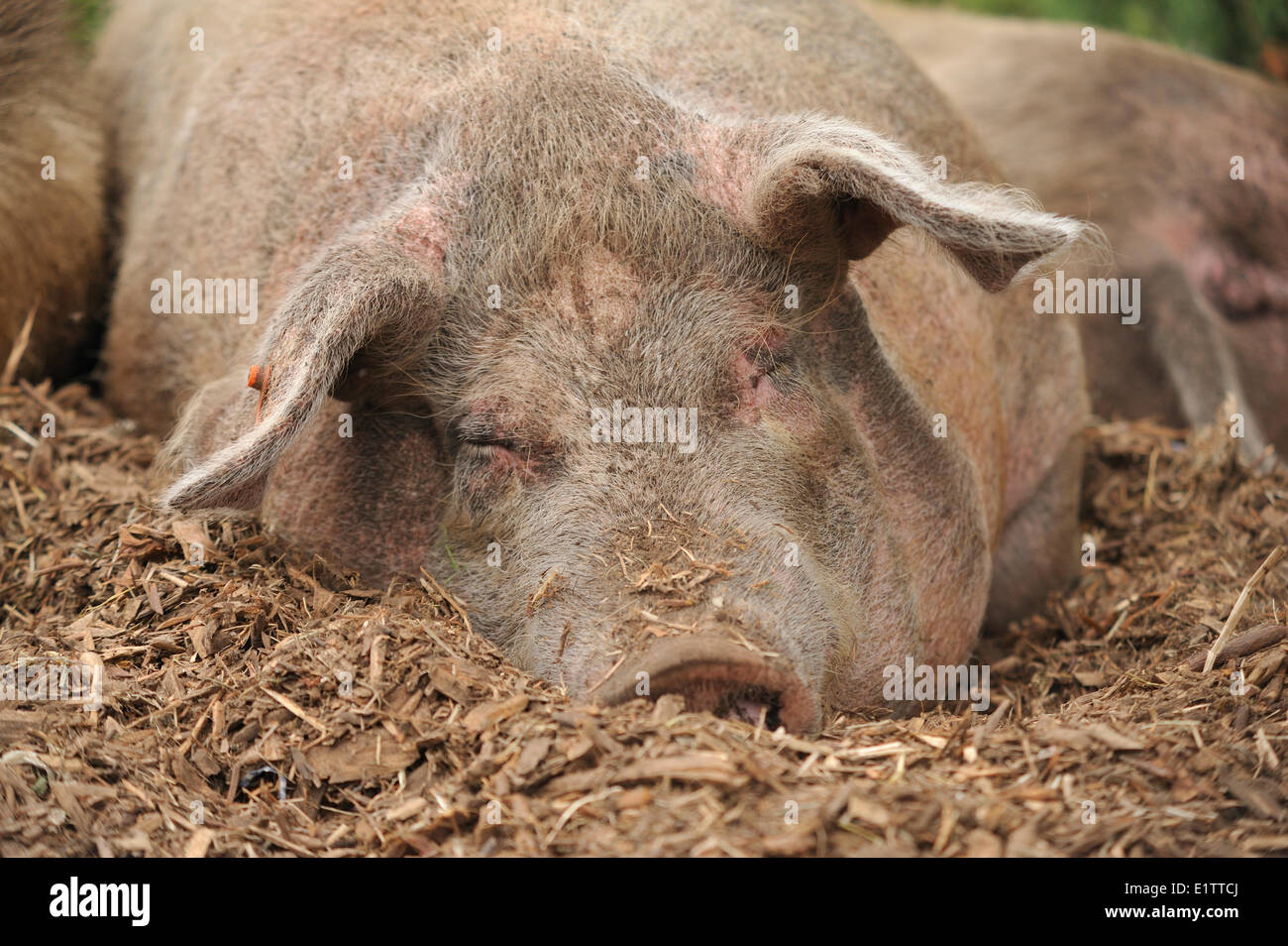 pig, Saanich Peninsula, Vancouver Island, British Columbia, Canada ...