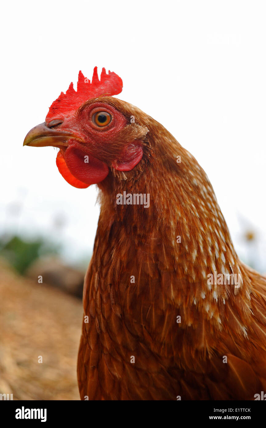 rooster, Saanich Peninsula, Vancouver Island, British Columbia, Canada ...