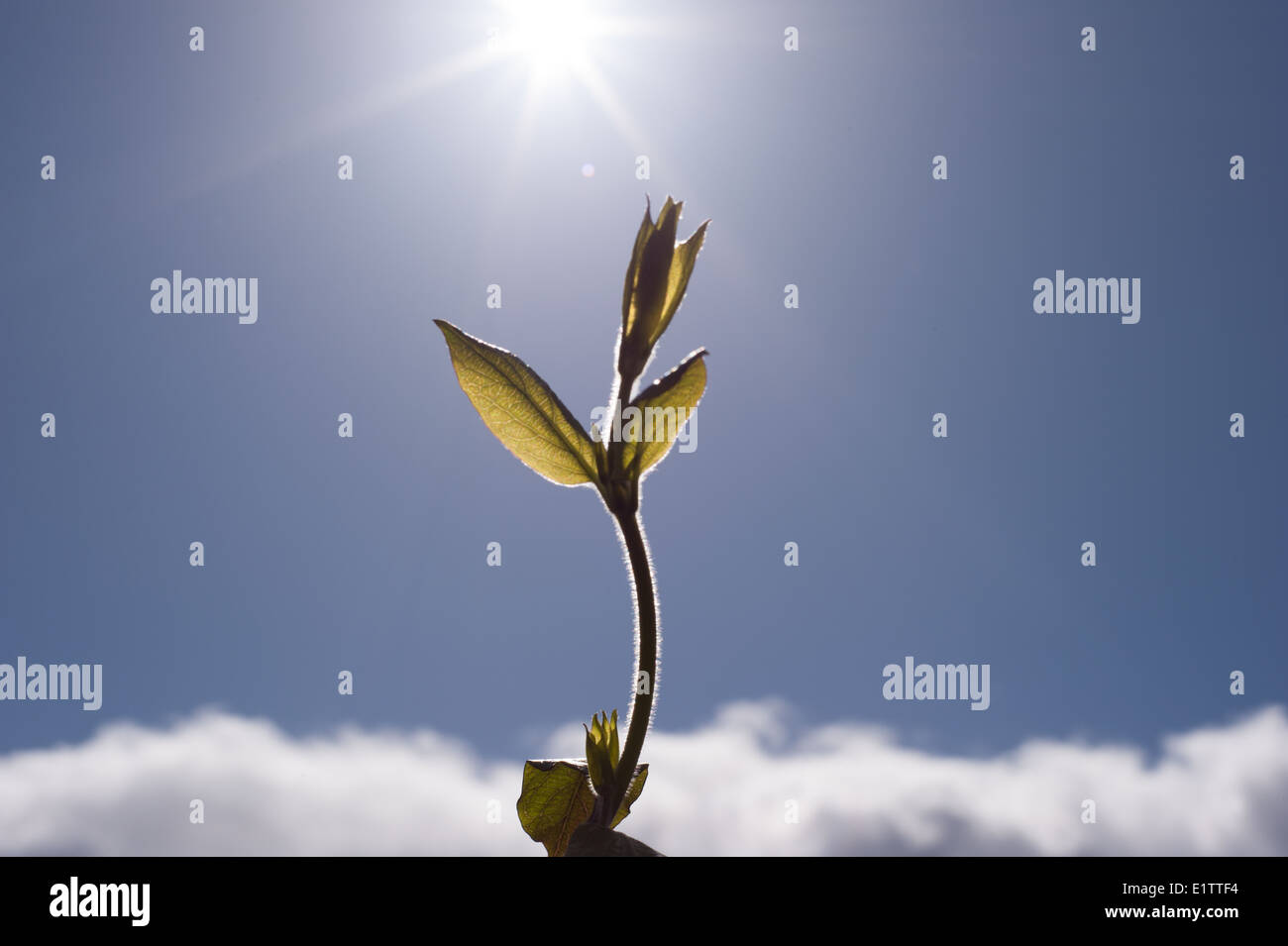 Growth of a sapling reaching up to the sun Stock Photo - Alamy