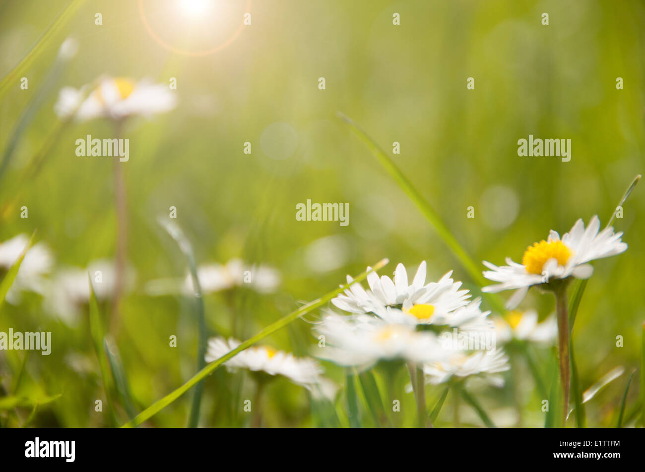 Daisies growing in a sunny grass field Stock Photo - Alamy