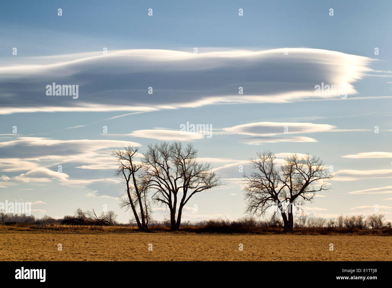 Alberta trees hi-res stock photography and images - Alamy