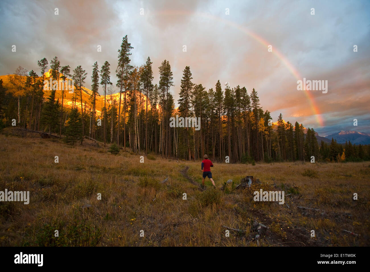 A young, fit woman trail running the Highline trail in Canmore, AB ...