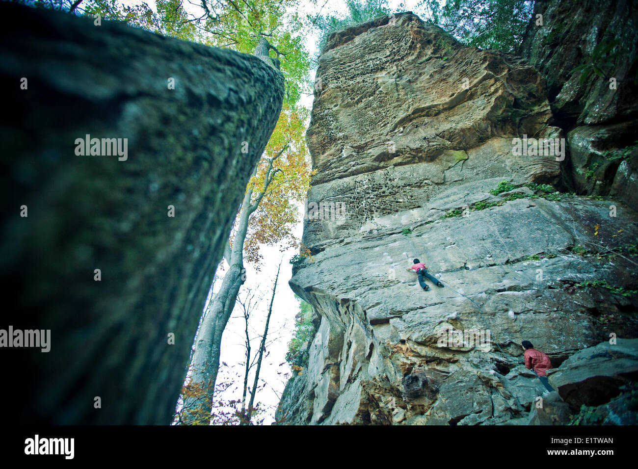 A strong female climber ascends Twinkie 12a, Red River Gorge, Kentucky ...