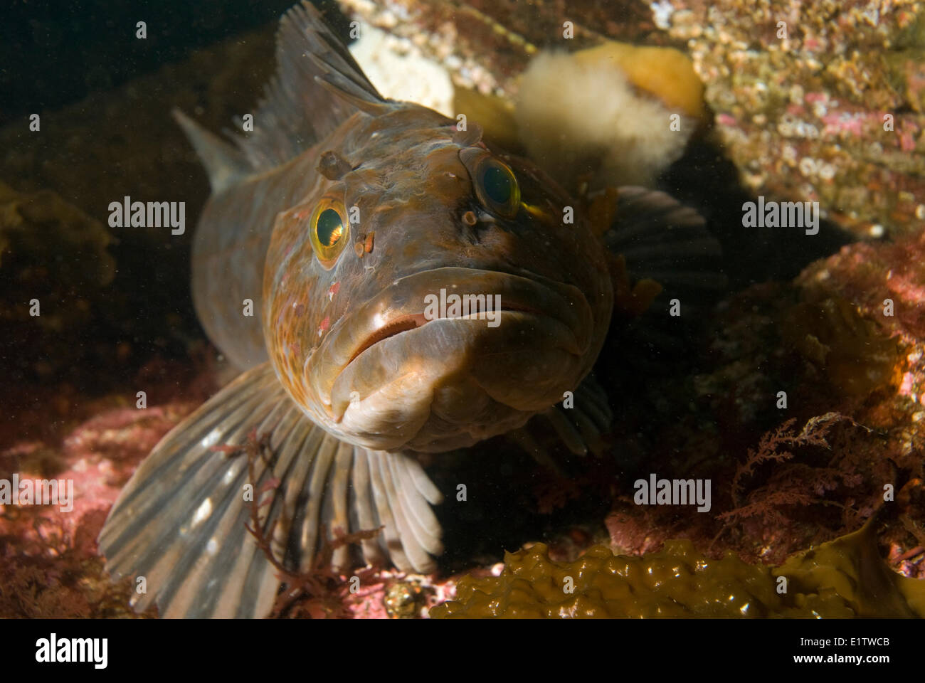 Ling cod hi-res stock photography and images - Alamy