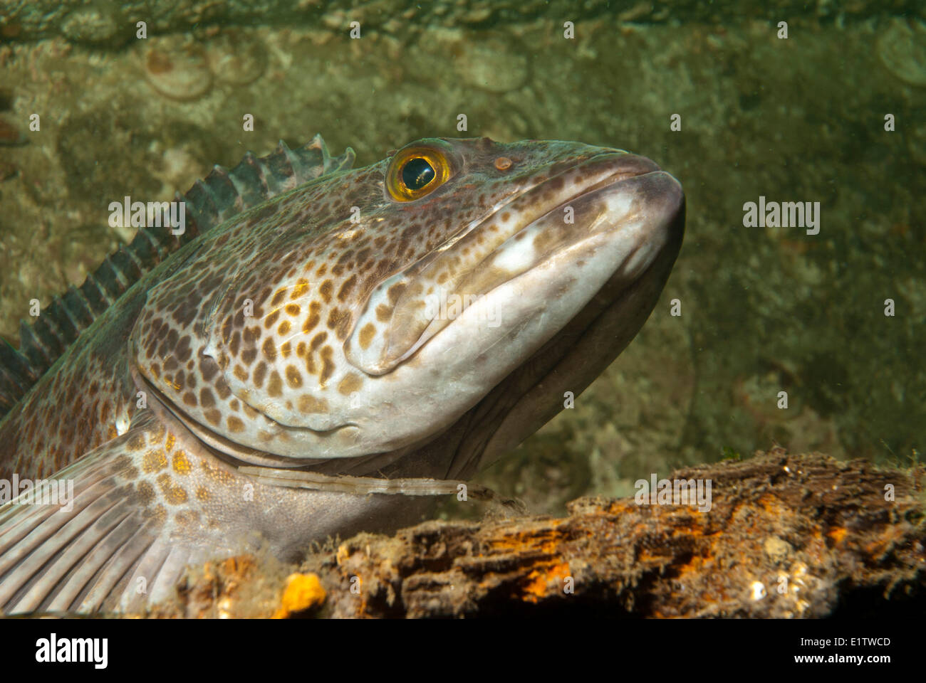 Ling cod hi-res stock photography and images - Alamy