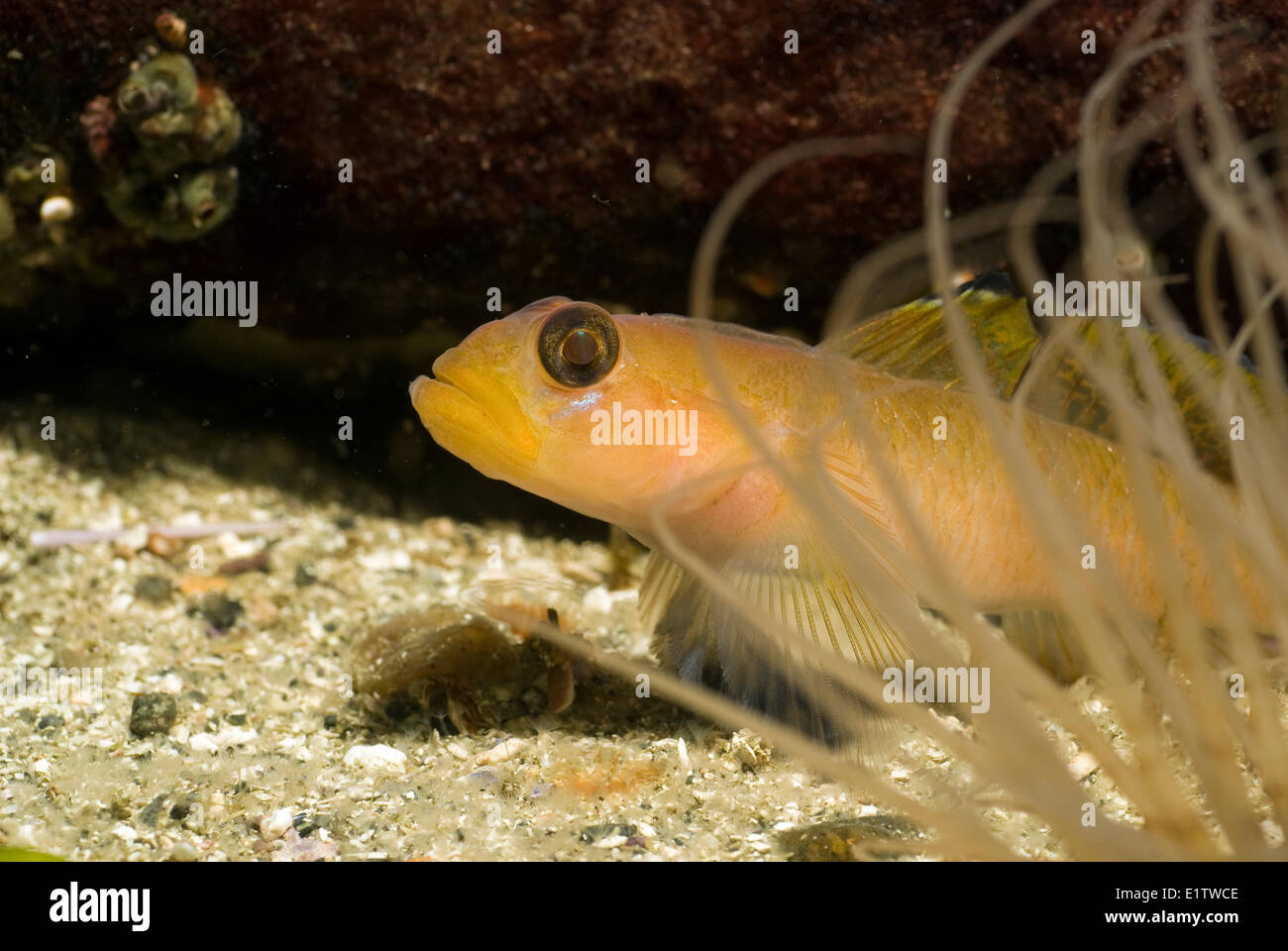 Coryphopterus nicholsi hi-res stock photography and images - Alamy