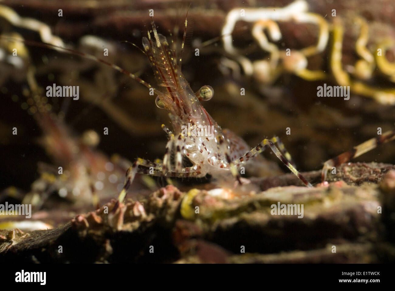 Detail a dock shrimp Pandalus danae on an underwater ledge in the ...
