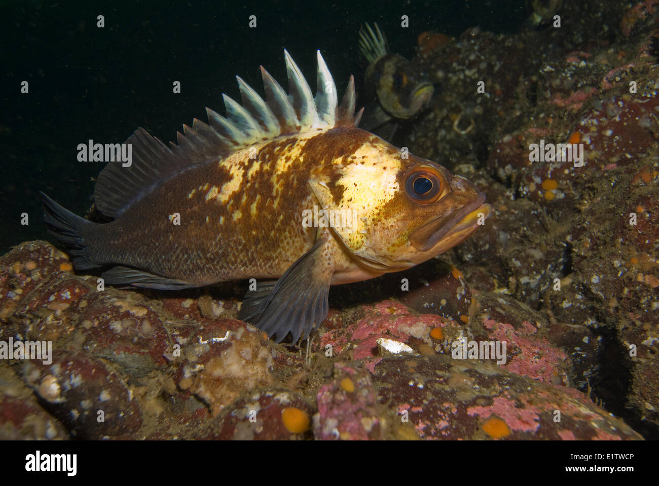 Lisa fish hi-res stock photography and images - Alamy