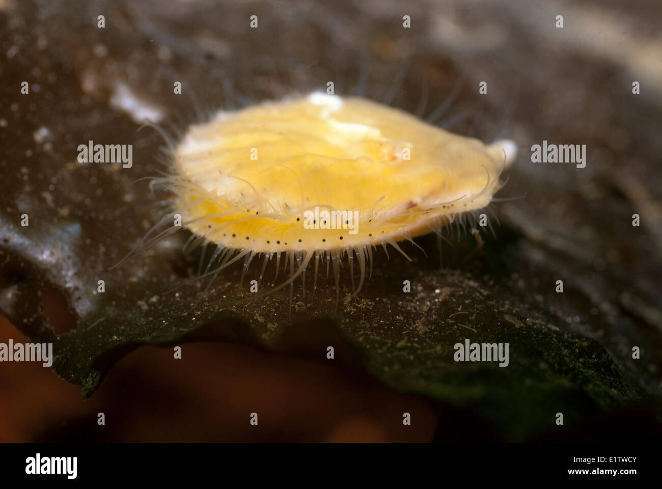 Chlamys rubida hi-res stock photography and images - Alamy