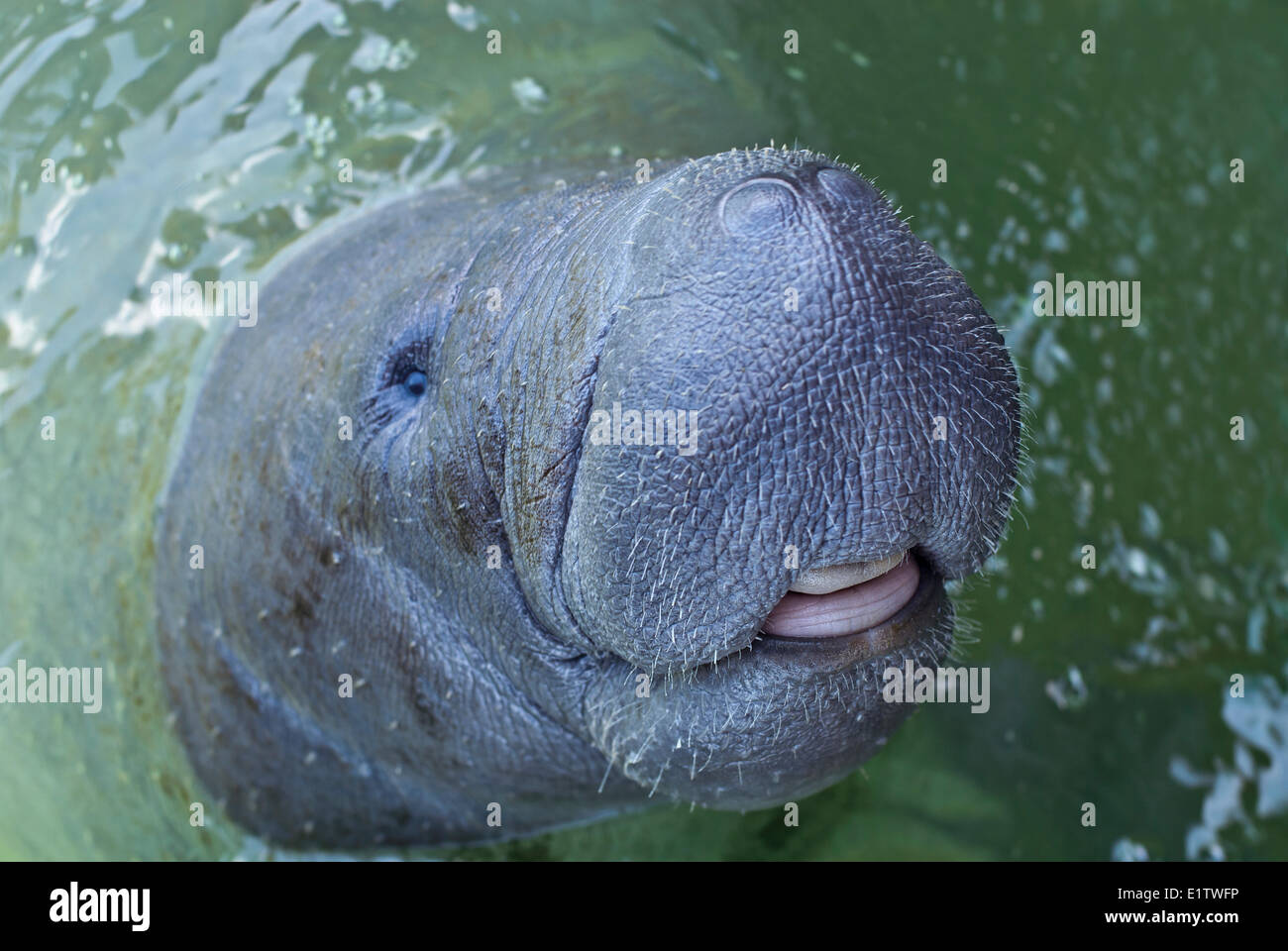 Manatee Mouth