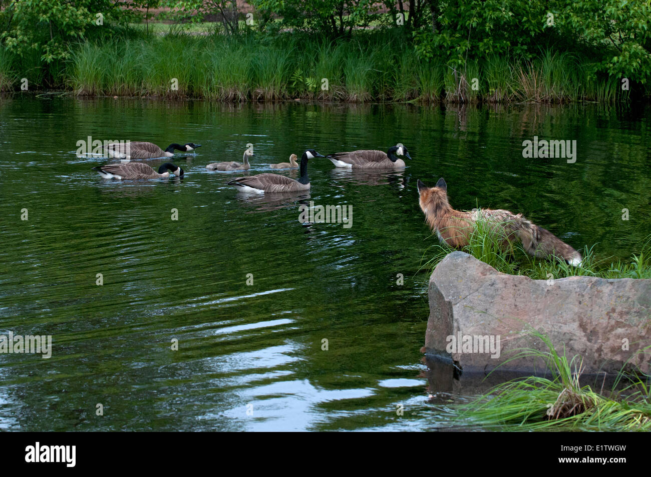 Red fox at edge of pond watching intently as Canada Geese swimmiing bya ...