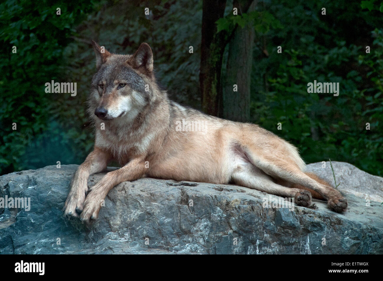 Gray Wolf resting (Canis lupus); International Wolf Center; Ely ...