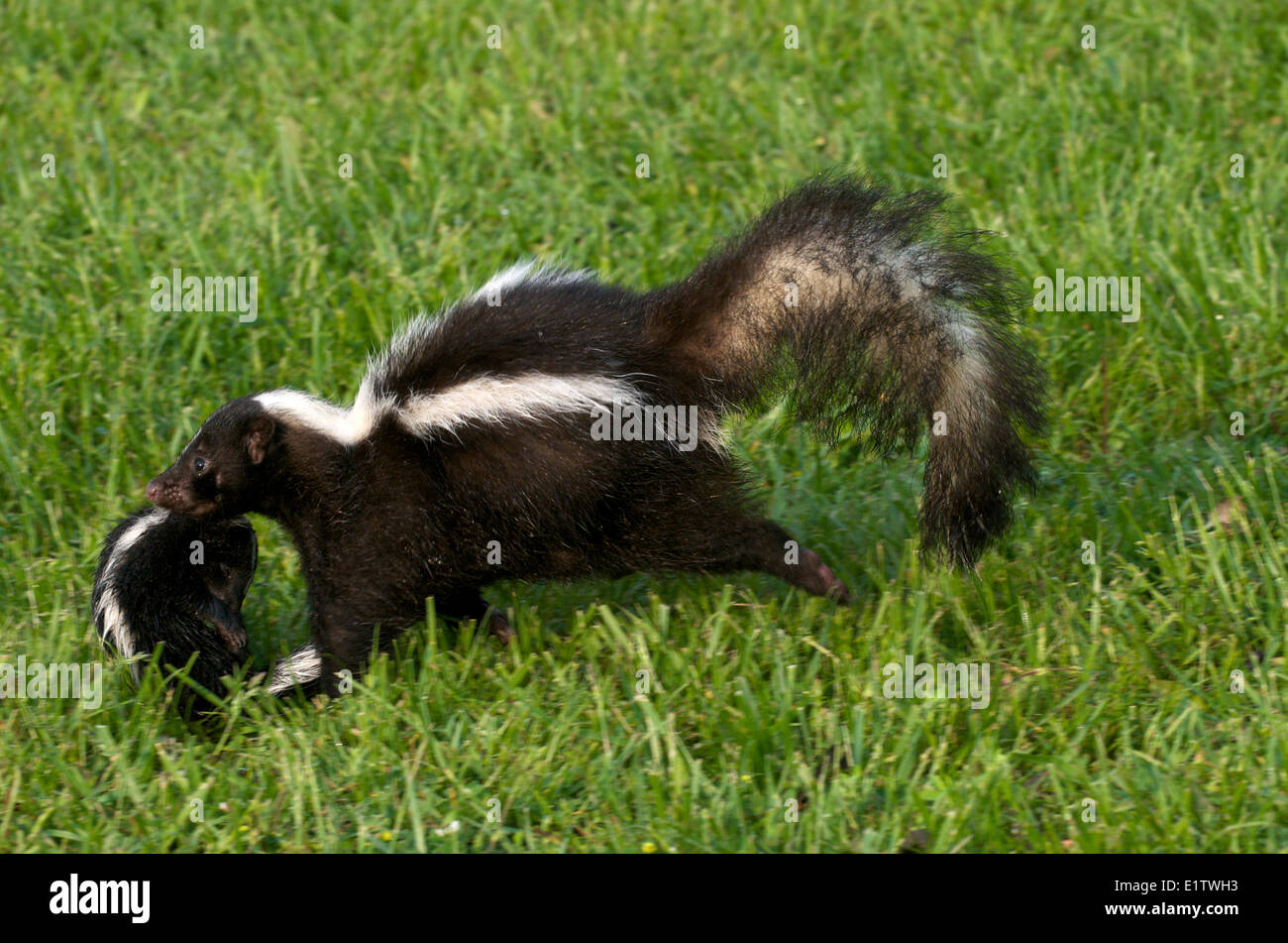 Skunk den hi-res stock photography and images - Alamy