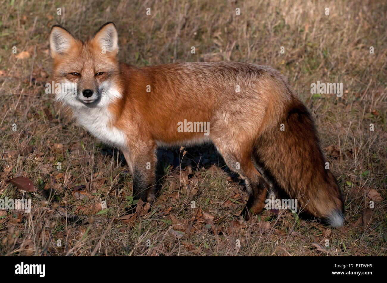Red fox in autumn grasses; (Vulpes vulpes); Minnesota Stock Photo - Alamy