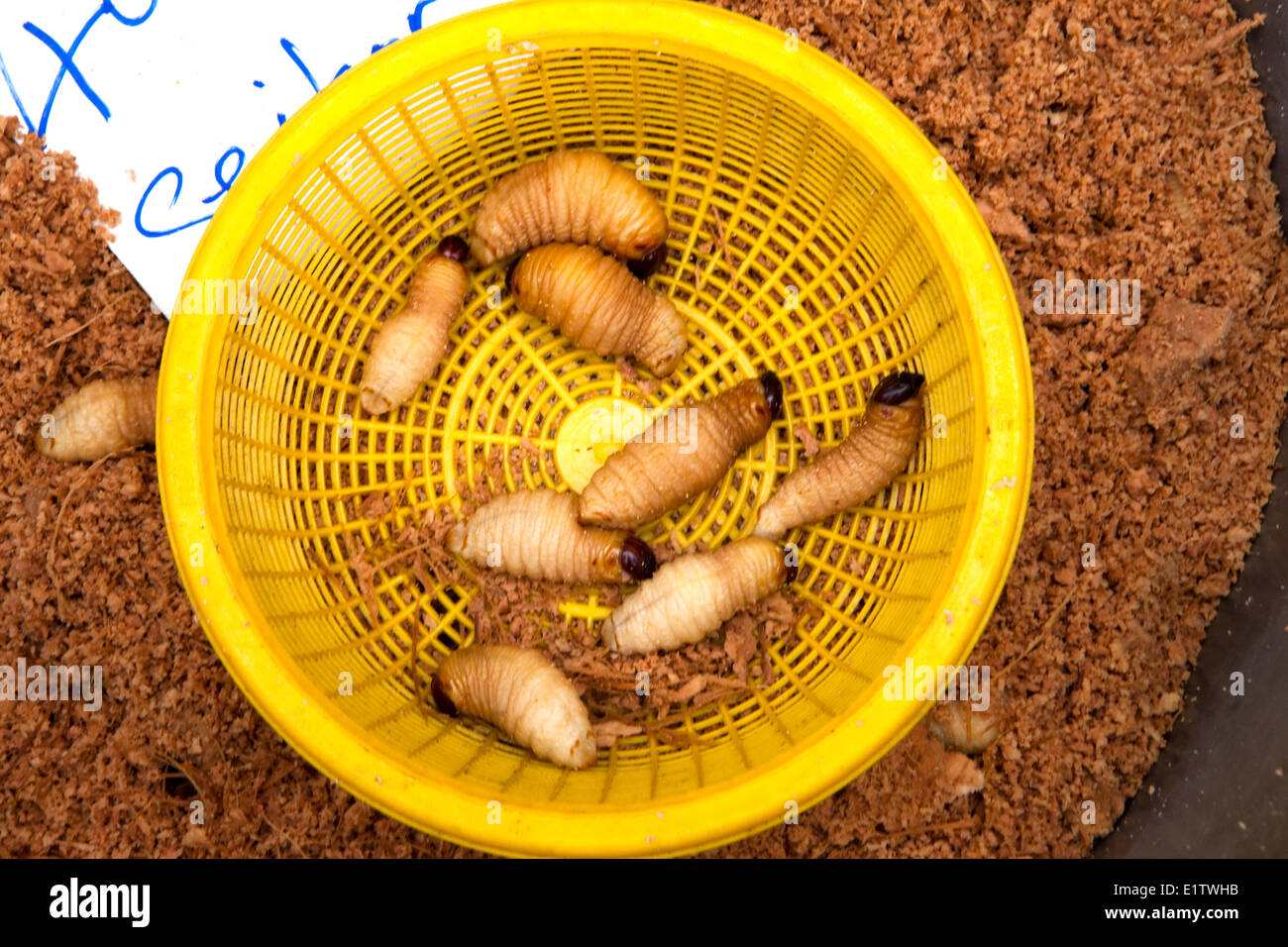 Edible Worms, Sunday Market, Kuching, Borneo, Malaysia, Asia Stock ...