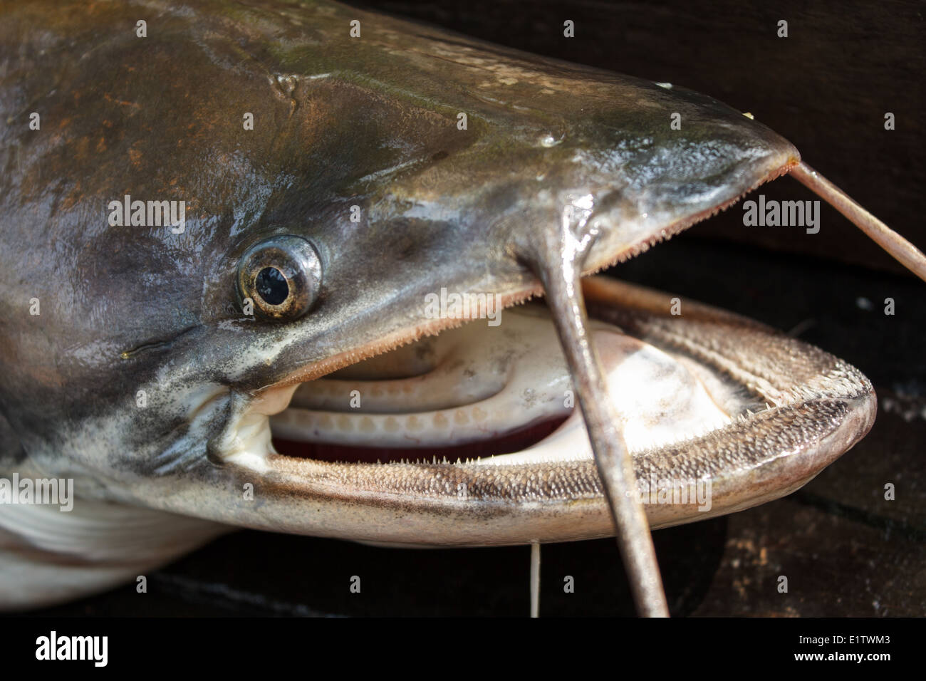 Sheatfish hi-res stock photography and images - Alamy