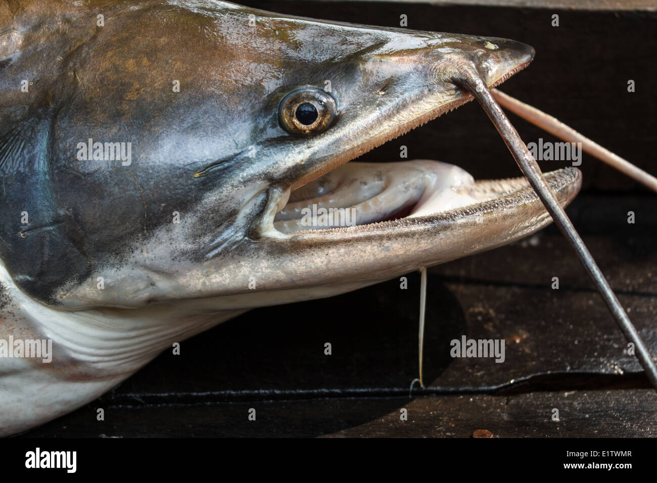 Sheatfish Stock Photos & Sheatfish Stock Images - Alamy